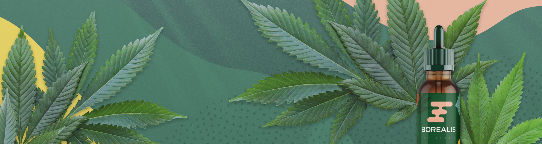 From Seed to Shelf - The CBD Manufacturing Process Explained